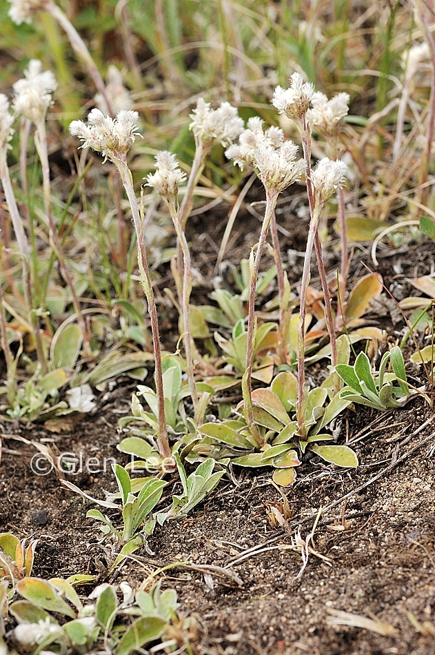 Antennaria Neglecta Photos Saskatchewan Wildflower antennaria-neglecta-photos-saskatchewan-wildflower